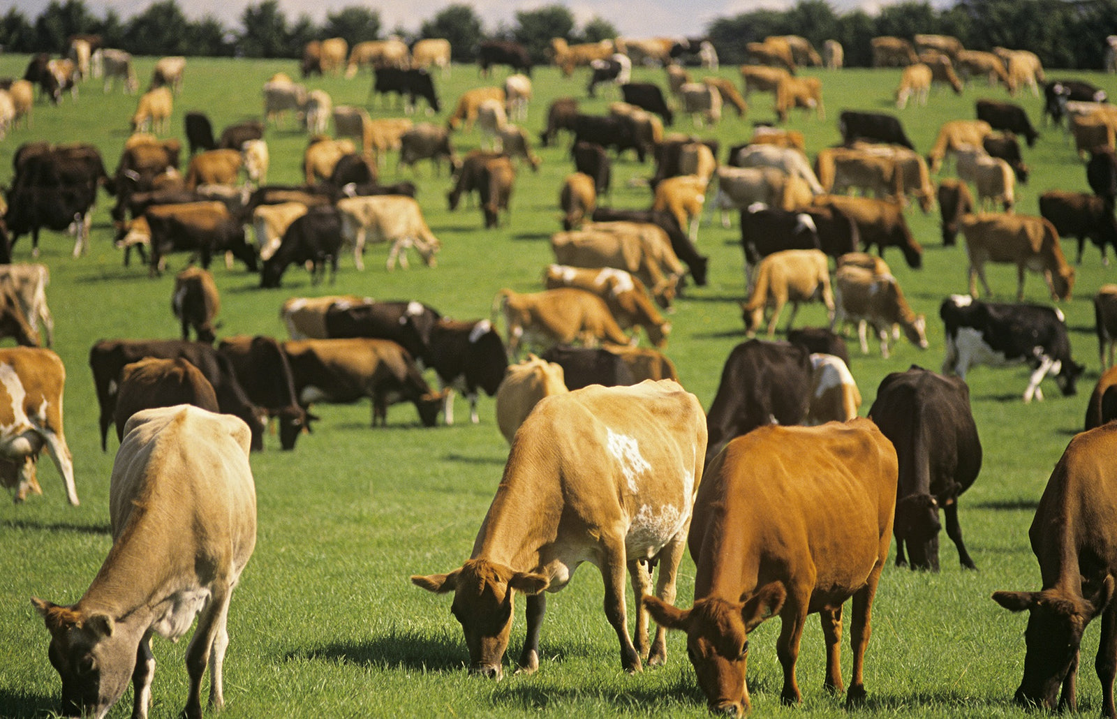 Organic Ghee UK | Organic Grass Fed Cow Ghee – Ghee Appetit