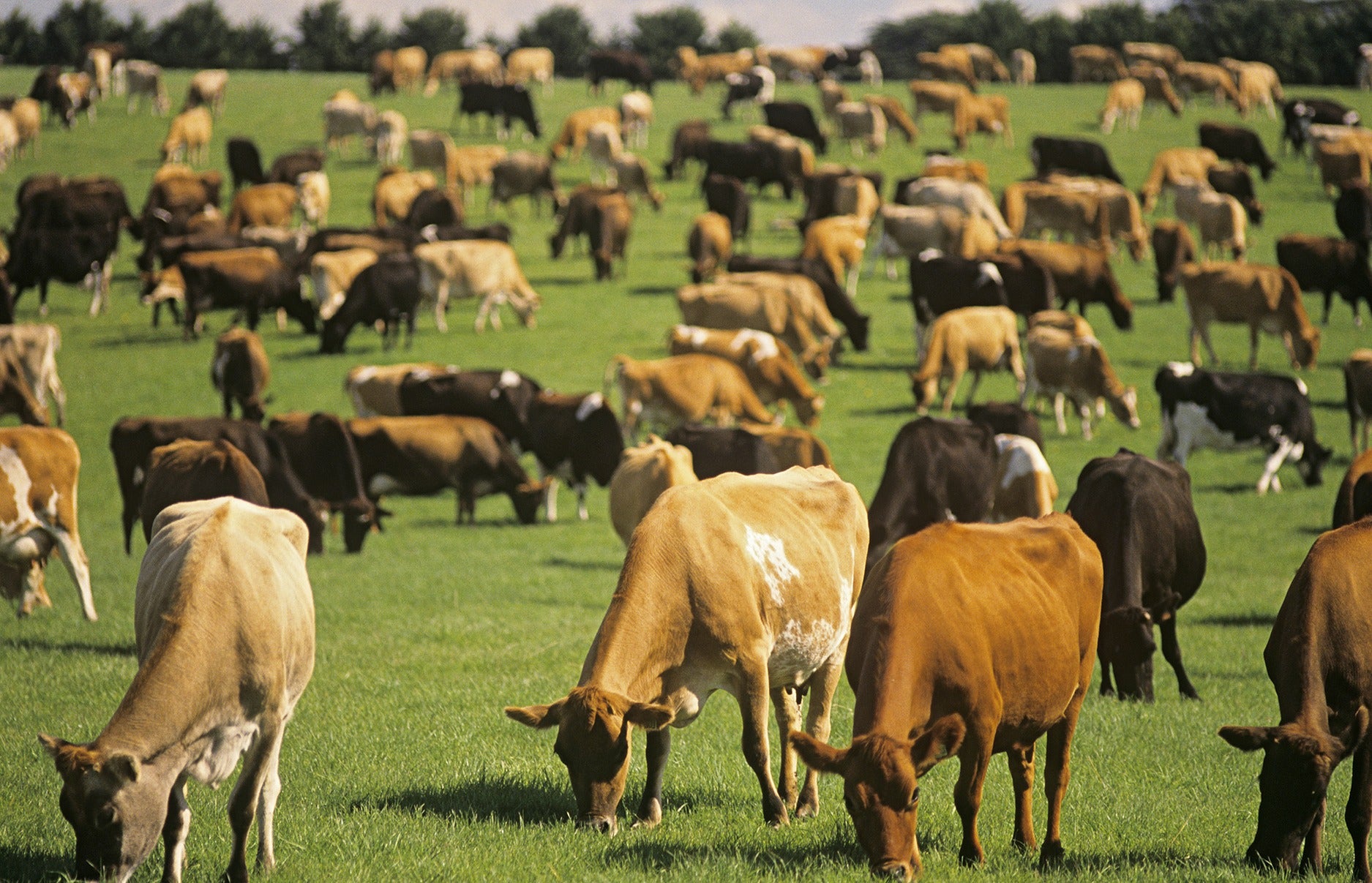 Organic Ghee UK | Organic Grass Fed Cow Ghee – Ghee Appetit